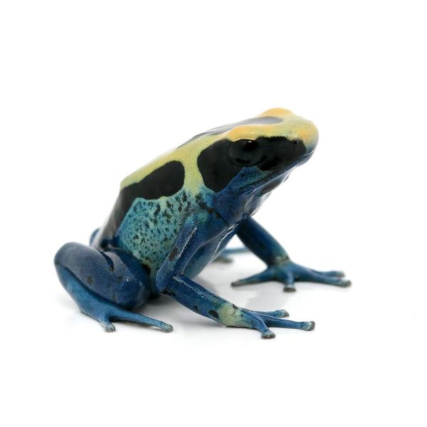 PF_SPQ　_hachu　sfset　Dendrobatidae　カエル　オタマ　両生　両爬生体　亀・爬虫類カエル　amp_Frog　amp_Land_Frog　terra_seitai　kokuubinn_ng　reptile_data...