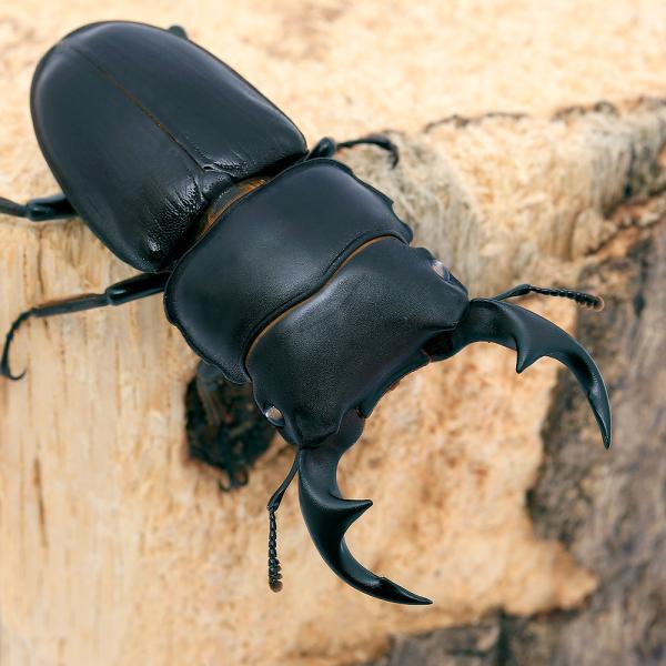 PF_SPQ　昆虫　クワガタムシ　飼育　販売　ホワイトアイ　WW　オオクワガタ　国産オオクワガタ　humei_ookuwa　Dorcus　hopei　binodulosus　restock　seitaieventkk202607　y26m0...