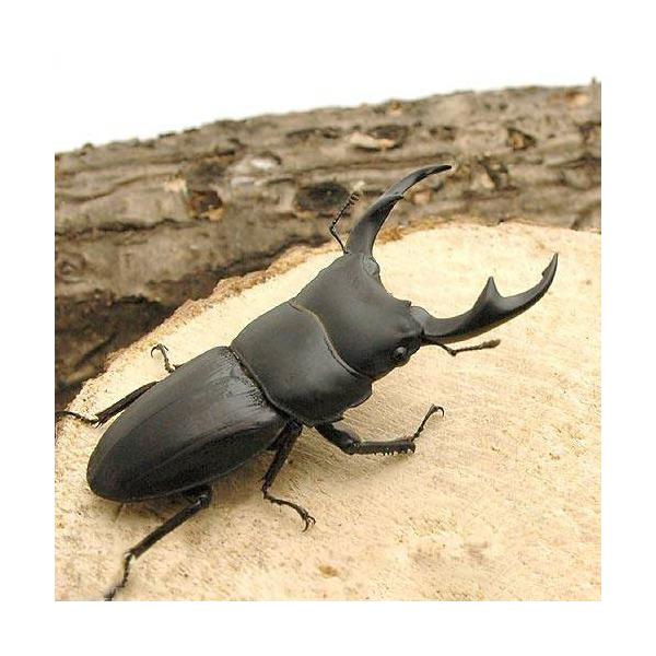 PF_SPQ　nesia_insect　▲クワガタ　カブト・クワガタ・用品　カブトムシ・クワガタ　外国産クワガタ（成虫）　▲パリーオオクワガタ“ジャワ産”（ＷＤ）　rsaku98　a23ui3h昆虫 kaijyo　sps1906_1pd_i...