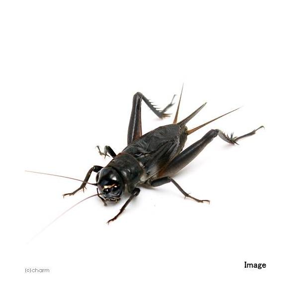 _insect　insect_database　昆虫　販売　飼育　エンマコオロギ　コオロギ　Teleogryllus　emma　閻魔蟋蟀　鳴き虫　直翅目　バッタ　鳴く虫　20130923　ＭＳ　restock　kongetsunyukain...