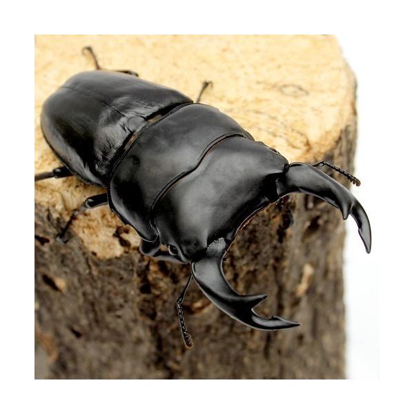 PF_SPQ　_insect　sfset　▲クワガタ　カブト・クワガタ・用品　カブトムシ・クワガタ　国産カブト・クワガタ　▲国産オオクワガタ　▲国産オオクワガタ“大阪府能勢町産”　oosaka_ookuwa　y10hpsl_pd_kksok...