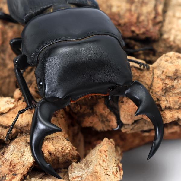 PF_SPQ　nesia_insect　昆虫　クワガタムシ　外国産クワガタムシ　外国産オオクワガタ　パリーオオクワガタ　基亜種　原名亜種　リツセマオオクワガタ　Dorcus　ritsemae　ritsemae　OSH　20220913　we...