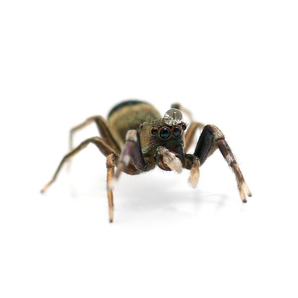 PF_SPQ　_insect　昆虫　クモ　insect_database　▲その他昆虫　ハエトリ　蝿取り　Ｓｉｌｅｒ　ｖｉｔｔａｔｕｓ　Ｋａｒｓｃｈ　ｃｕｐｒｅｕｓ　Ｓｉｍｏｎ　OSH　20220926　えきちゅう　益虫　蝿取蜘蛛　蠅捕蜘蛛...