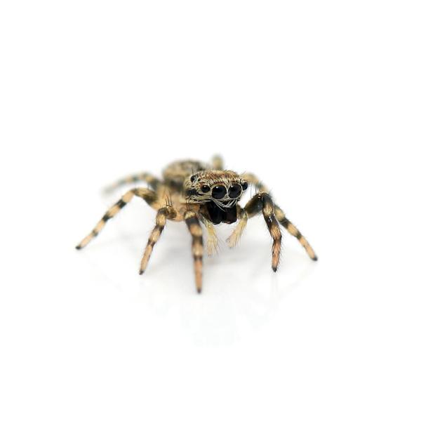 PF_SPQ　昆虫　クモ　ハエトリ　蝿取り　えきちゅう　益虫　蝿取蜘蛛　蠅捕蜘蛛　蝿虎　蝿豹子　蝿蝗　jumping　spider　ジャンピングスパイダー　節足動物門　クモ綱　クモ目　ハエトリグモ科　イナズマハエトリグモ属　奇蟲　奇虫　Ps...