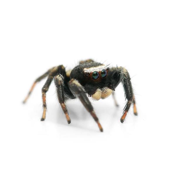 PF_SPQ　_insect　昆虫　クモ　insect_database　▲その他昆虫　三筋蝿取蜘蛛　えきちゅう　益虫　蝿取蜘蛛　蠅捕蜘蛛　蝿虎　蝿豹子　蝿蝗　＃jumping　spider　＃ジャンピングスパイダー　節足動物門　クモ綱　ク...