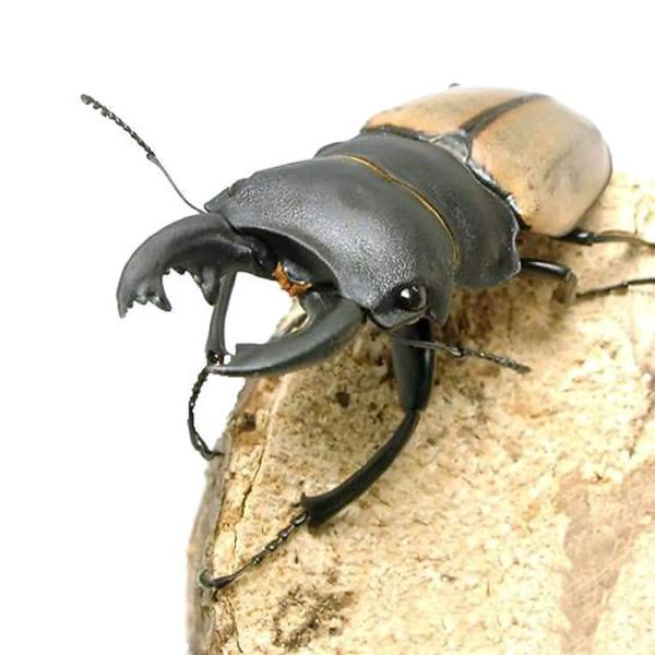 PF_SPQ　nesia_insect　▲クワガタ　オドントラビス　カブト・クワガタ・用品　カブトムシ・クワガタ　外国産クワガタ（成虫）　オドントラビス・ネブト　insect_database　▲オドントラビス　b739vaiw昆虫　ins...