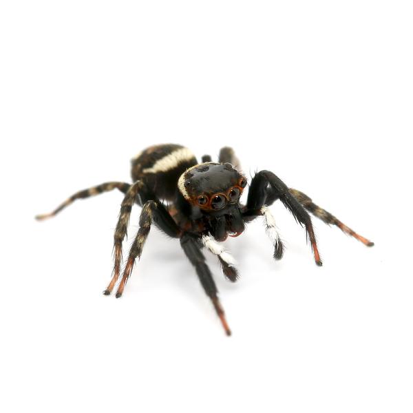 PF_SPQ　昆虫　クモ　蜘蛛　くも　Hasarius　adansoni　ハエトリグモ　奇蟲　奇虫　20221104　OSH