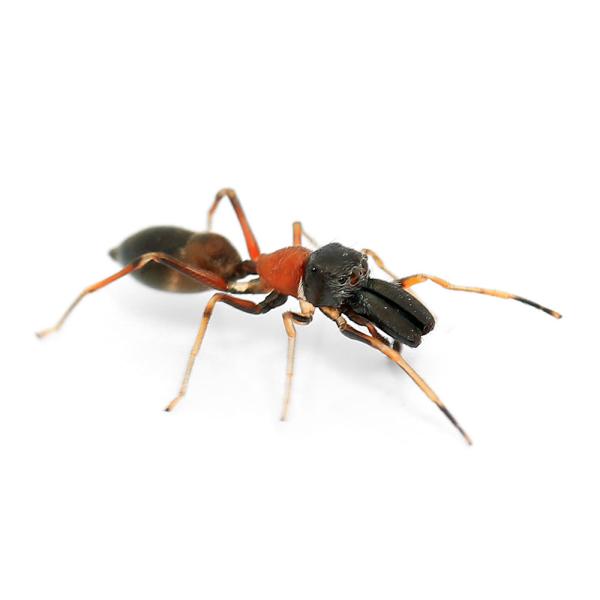 PF_SPQ　_insect　昆虫　クモ　insect_database　▲その他昆虫　Ｍｙｒｍａｒａｃｈｎｅ　ｅｌｏｎｇａｔａ　鍬形　蟻蜘蛛　えきちゅう　益虫　OSH　20221111　奇虫　奇蟲　restock