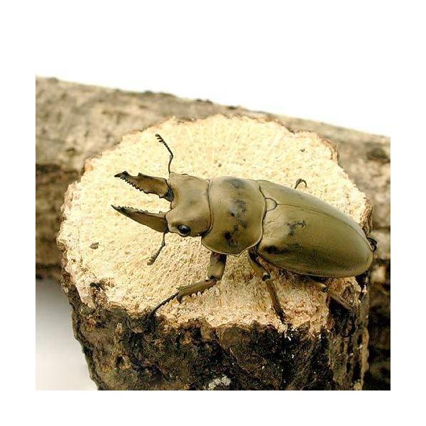 PF_SPQ　nesia_insect　▲クワガタ　アロトプス　カブト・クワガタ・用品　カブトムシ・クワガタ　外国産クワガタ（成虫）　アロトプス・メソトプス　girfa11