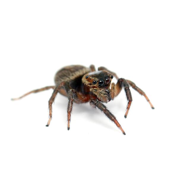 PF_SPQ　insect　昆虫　クモ　Hasarius　adansoni　蟻蜘蛛　えきちゅう　益虫　ハエトリグモ科　クモ目　奇蟲　奇虫　アダンソンハエトリグモ　ジャンピングスパイダー　20230222　OSH
