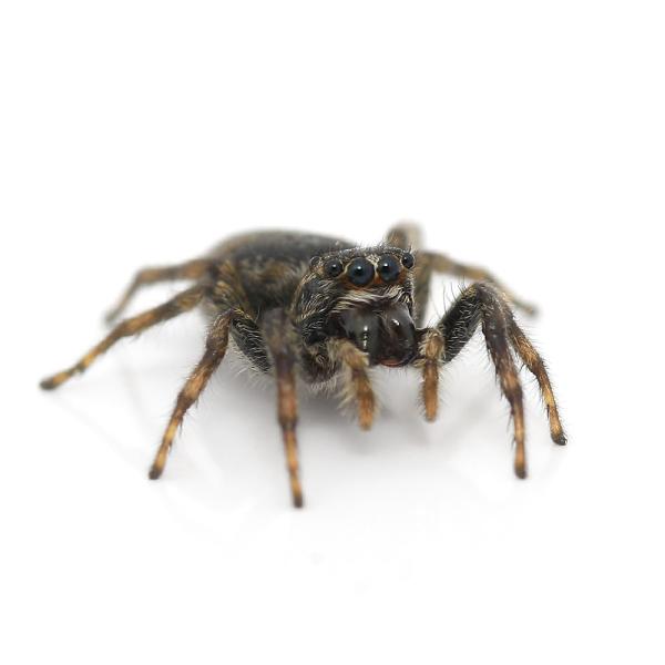 PF_SPQ　_insect　昆虫　アシダカグモ　クモ　insect_database　奇虫　奇蟲　えきちゅう　益虫　蝿取蜘蛛　蠅捕蜘蛛　蝿虎　蝿豹子　蝿蝗　＃jumping spider　＃ジャンピングスパイダー　節足動物門　クモ綱　クモ...