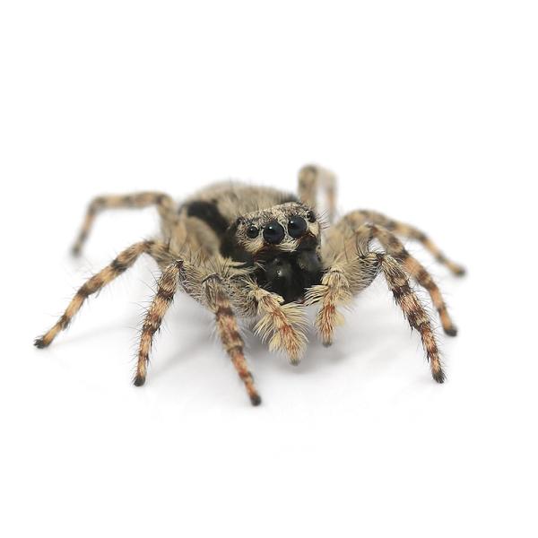 PF_SPQ　_insect　昆虫　クモ　insect_database　ハエトリ　蝿取り　えきちゅう　益虫　蝿取蜘蛛　蠅捕蜘蛛　蝿虎　蝿豹子　蝿蝗　奇虫　奇蟲　jumpingspider　ジャンピングスパイダー　節足動物門　クモ綱　クモ目...