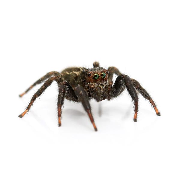 PF_SPQ　昆虫　クモ　ハエトリグモ　Plexippus　setipes　三筋蝿取蜘蛛　益虫　蝿取蜘蛛　蠅捕蜘蛛　蝿虎　蝿豹子　蝿蝗　jumping　spider　ジャンピングスパイダー　チャスジハエトリグモ　OSH　20221125　w...