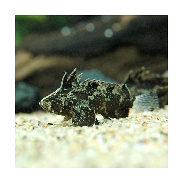 PF_SPQ　_aqua　熱帯魚・エビ他　その他の熱帯魚　その他の仲間　淡水ハオコゼ　淡水カサゴ　１匹　汽水魚　ktgr_150825　MS0106　kaijyo