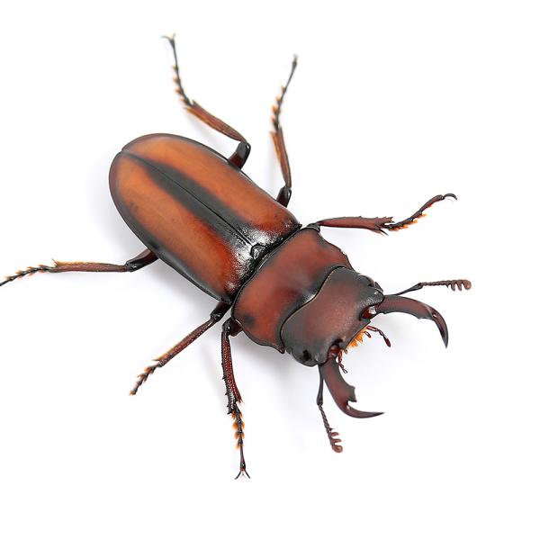 PF_SPQ　nesia_insect　▲クワガタ　カブト・クワガタ・用品　カブトムシ・クワガタ　外国産クワガタ　成虫　20100608　MK　▲エレガントゥルスコクワガタ“スマトラ産”　insect_database　▲その他Dorcus...