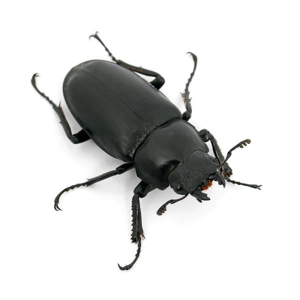 PF_SPQ　nesia_insect　▲クワガタ　外国産ノコギリクワガタ　カブト・クワガタ・用品　カブトムシ・クワガタ　外国産クワガタ（成虫）　ギラファノコギリ　xl15ba6r昆虫　QD5WyoNX_kncu　QDy5_E16MJ　y2...