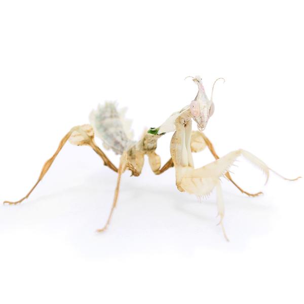 PF_SPQ　昆虫　Idolomantis　diabolica　直翅類　直翅目　ニセハナマオウカマキリ　イドロマンティスディアボリカ　デビルズフラワーマンティス　ニセハナマオウカマキリ　OSH　20230405　restock　konget...