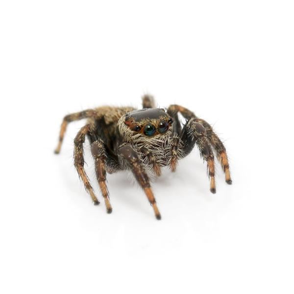 PF_SPQ　昆虫　ハエトリグモ　クモ　えきちゅう　益虫　蝿取蜘蛛　蠅捕蜘蛛　蝿虎　蝿豹子　蝿蝗　jumping　spider　ジャンピングスパイダー　節足動物門　クモ綱　クモ目　ハエトリグモ科　Evarcha　albaria　奇虫　奇蟲　...