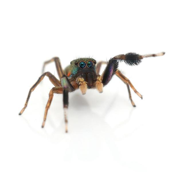 PF_SPQ　昆虫　クモ　ハエトリ　蝿取り　えきちゅう　益虫　蝿取蜘蛛　蠅捕蜘蛛　蝿虎　蝿豹子　蝿蝗　jumping　spider　ジャンピングスパイダー　節足動物門　クモ綱　クモ目　ハエトリグモ科　奇蟲　奇虫　OSH　20230421　w...