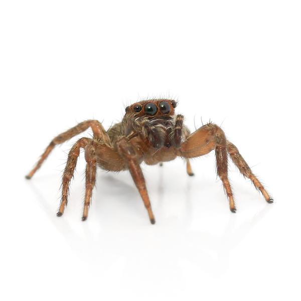 PF_SPQ　昆虫　クモ　蜘蛛　くも　Plexippus　setipes　三筋蝿取蜘蛛　ジャンピングスパイダー　ハエトリグモ　ミスジハエトリグモ　奇虫　奇蟲　20230503　OSH