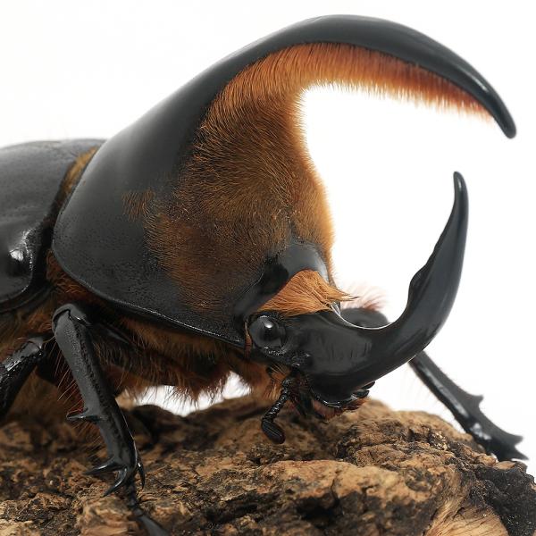 PF_SPQ　昆虫　_insect　カブト　ダイナステス　カブトムシ　外国産カブト　オオカブトムシ　Dynastes　satanas　insect_database　20200408　restock　kongetsunyukainsect