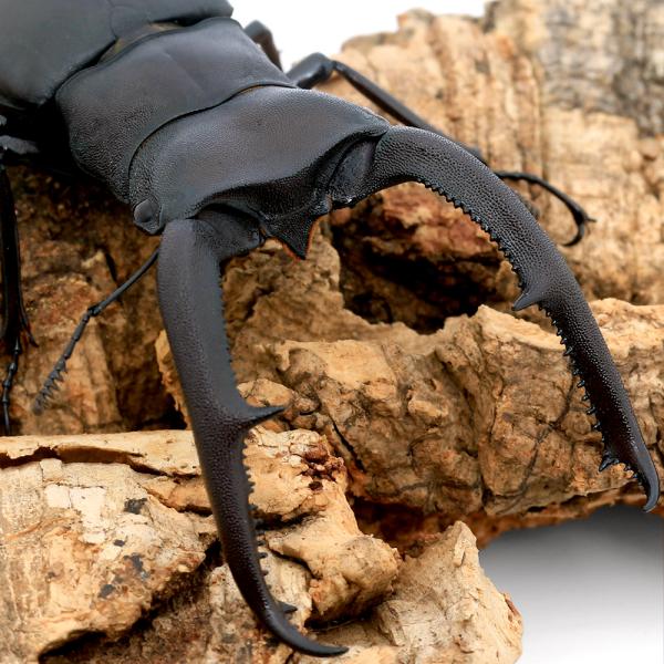 PF_SPQ　クワガタ　nesia_insect　フタマタ　クワガタ　外国産クワガタ　成虫　マンディブラリスフタマタクワガタ　スマトラ産　ＷＤ　ＲＹＭ　20230323　TS　Ｈｅｘａｒｔｈｒｉｕｓ　ｍａｎｄｉｂｕｌａｒｉｓ　restock