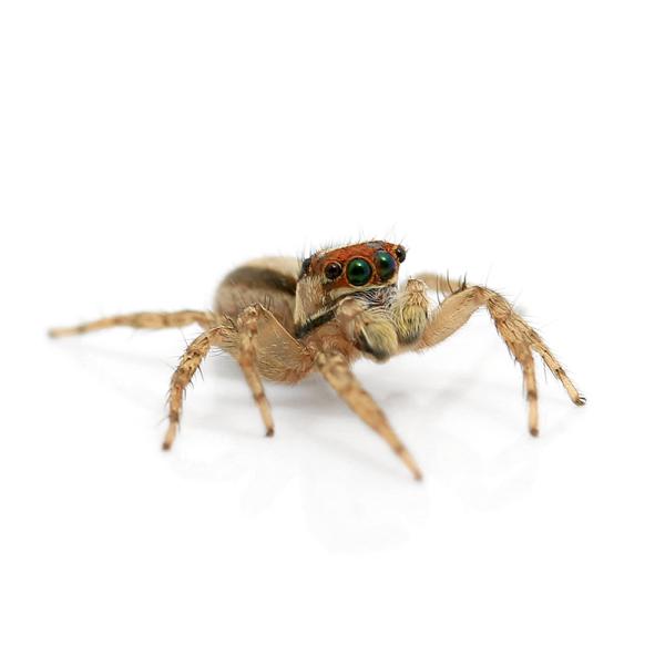 PF_SPQ　_insect　昆虫　クモ　insect_database　▲その他昆虫　Plexippus　setipes　三筋蝿取蜘蛛　えきちゅう　益虫　蝿取蜘蛛　蠅捕蜘蛛　蝿虎　蝿豹子　蝿蝗　＃jumping　spider　＃ジャンピン...