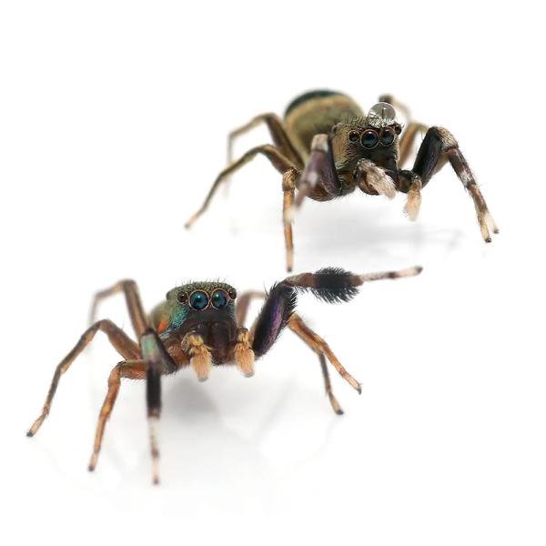 昆虫　クモ　ハエトリ　蝿取り　えきちゅう　益虫　蝿取蜘蛛　蠅捕蜘蛛　蝿虎　蝿豹子　蝿蝗　jumping　spider　ジャンピングスパイダー　節足動物門　クモ綱　クモ目　ハエトリグモ科　奇蟲　奇虫　OSH