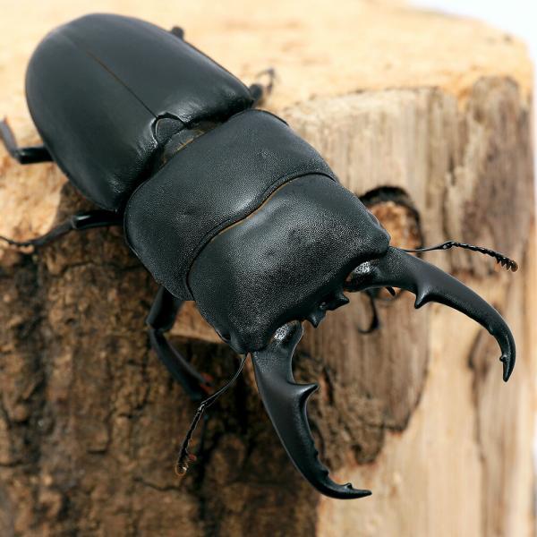PF_SPQ　▲クワガタ　本土産　昆虫　クワガタムシ　国産クワガタ　Dorcus　titanus　pilifer　本土ヒラタ　日本産ヒラタ　imabari_hirata　TH　kongetsunyukainsect　restock　seit...