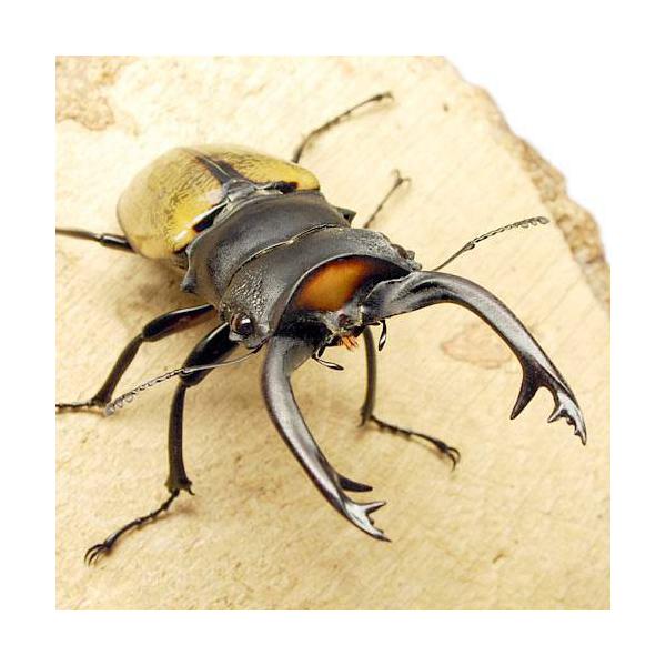 PF_SPQ　nesia_insect　▲クワガタ　オドントラビス　カブト・クワガタ・用品　カブトムシ・クワガタ　外国産クワガタ　成虫　オドントラビス・ネブト　▲オドントラビス　スペクタビリス　スペクタ　ツヤクワ　ツヤ　y26m05 res...
