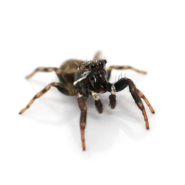PF_SPQ　昆虫　ハエトリグモ　えきちゅう　益虫　蝿取蜘蛛　蠅捕蜘蛛　蝿虎　蝿豹子　蝿蝗　jumping spider　ジャンピングスパイダー　節足動物門　クモ綱　クモ目　Pseudicius　vulpes　ハエトリグモ科　ハエトリ　ハエ...