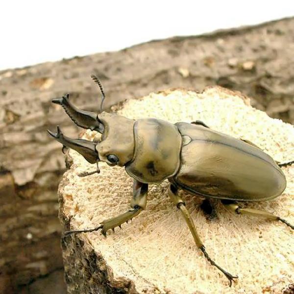 PF_SPQ　nesia_insect　▲クワガタ　アロトプス　カブト・クワガタ・用品　カブトムシ・クワガタ　外国産クワガタ　成虫　ローゼンベルグ　アロトプス・メソトプス　▲オウゴンオニクワガタ“ジャワ産”　ＷＤ　Ａｌｌｏｔｏｐｕｓ　ｒｏｚ...