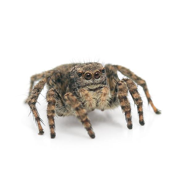 PF_SPQ　昆虫　奇虫　奇蟲　クモ　三筋蝿取蜘蛛　えきちゅう　益虫　蝿取蜘蛛　蠅捕蜘蛛　蝿虎　蝿豹子　蝿蝗　jumping　spider　ジャンピングスパイダー　節足動物門　クモ綱　クモ目　Asianellus　festivus　ハエトリ...