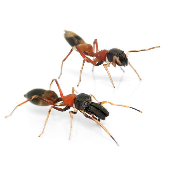 _insect　昆虫　クモ　insect_database　▲その他昆虫　Ｍｙｒｍａｒａｃｈｎｅ　ｅｌｏｎｇａｔａ　鍬形　蟻蜘蛛　えきちゅう　益虫　OSH　20231017　奇虫　奇蟲