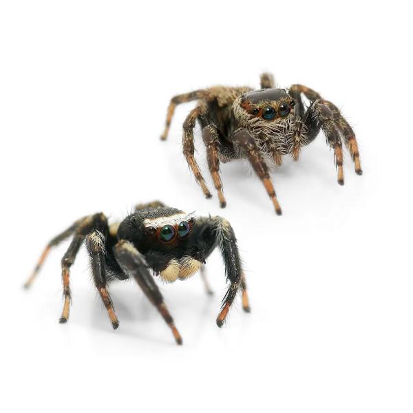 昆虫　クモ　えきちゅう　益虫　蝿取蜘蛛　蠅捕蜘蛛　蝿虎　蝿豹子　蝿蝗　jumping　spider　ジャンピングスパイダー　節足動物門　クモ綱　クモ目　ハエトリグモ科　Evarcha　albaria　OSH　20231017　奇虫　奇蟲