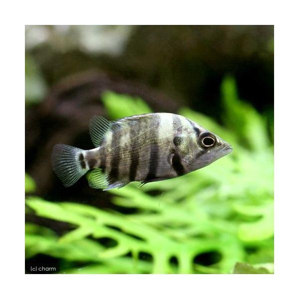 PF_SPQ　古代魚・大型魚　その他　熱帯魚・エビ他　古代・大型魚　シックスバンド・ナンダス　１匹　fish_database　メニーバータイガーフィッシュ　シックスバンドナンダス　メニーバーナンダス　シックスバーナンダス　６バンドナンダス...