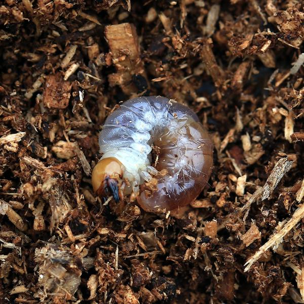 PF_SPQ　昆虫　クワガタムシ　国産オオクワガタ　日本産　ドルクス　YG血統　Dorcus　hopei　binodulosus　20150725　GI　bugjuly