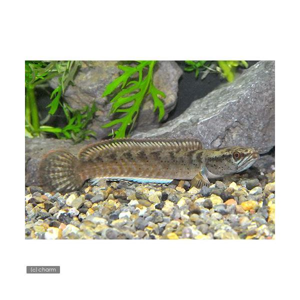 PF_SPQ　fish_database　熱帯魚・エビ他　ベタ・グラミー・アナバス　スネークヘッド・他　バーミーズレッドフィンスネークヘッド　１匹　ベタ・グラミー　その他　Ｃｈａｎｎａ　ｓｐ．　ミャンマーレッドフィンスネークヘッド　ミャンマ...