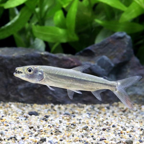 PF_SPQ　_aqua　sfset　熱帯魚・エビ他　カラシン（テトラ等）　アフリカ産　ゴリアテ・タイガーフィッシュ　１匹　fish_database　Ｈｙｄｒｏｃｙｎｕｓ　ｇｏｌｉａｔｈ　ゴライアス　タイガーフィッシュ　20110222　...