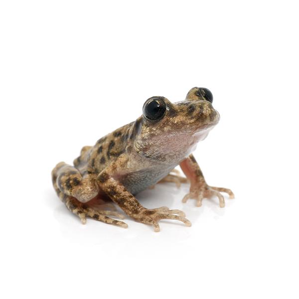 PF_SPQ　カエル　生体　_kame　Hylidae　両生　両爬生体　amp_Frog　terra_seitai　kokuubinn_ng　蛙　Ｂｕｅｒｇｅｒｉａ　ｂｕｅｒｇｅｒｉ　_hachu　ＹＭ　KM　reptile_databas...