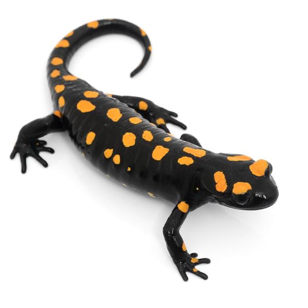 PF_SPQ　Urodela　Salamandridae　両爬生体　亀・爬虫類サラマンダー　amp_Salamander　kokuubinn_ng　reptile_databas　eccentric_amp　OSH　20240125　kai...