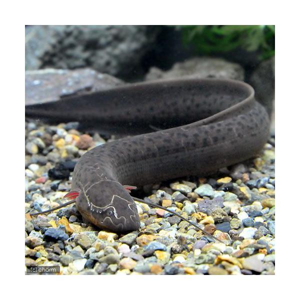 PF_SPQ　_aqua　sfset　古代魚・大型魚　その他　熱帯魚・エビ他　古代・大型魚　プロトプテルス・ドロイ　１匹　fish_database　Ｐｒｏｔｏｐｔｅｒｕｓ　ｄｏｌｌｏｉ　20110223　ＭＳ　肺魚　ハイギョ　kaijyo...