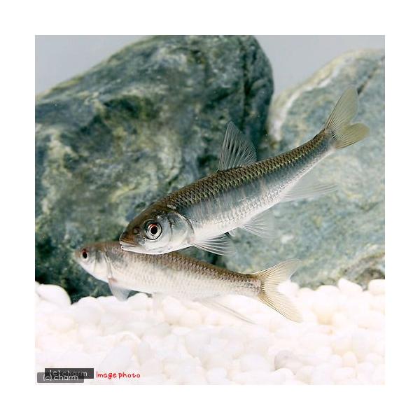 _aqua　生体　熱帯魚・エビ他　日本産淡水魚　日淡　川魚　ハヤ　ハエ　ヤマベ　fish_database　nittanmiryoku_koifuna　nittan_nittan　kaijyo　nittan_1116　nittan_0208...