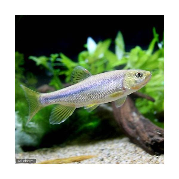 生体　熱帯魚・エビ他　日本産淡水魚　日淡　川魚　カワムツＢ型　nittanmiryoku_koifuna　20110213　ＴＫ　fish_database　kaijyo