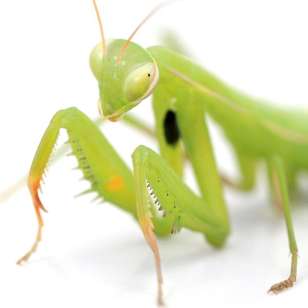 PF_SPQ　_insect　昆虫　カブト・クワガタ・用品　その他生体　熱帯魚・エビ他　ザリガニ・その他生体　Ｍａｎｔｉｓ　ｒｅｌｉｇｉｏｓａ　insect_database　▲カマキリ　薄羽蟷螂　薄羽螳螂　薄葉鎌切　幼虫　幼体 y26m0...