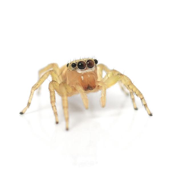 PF_SPQ　_insect　昆虫　クモ　insect_database　ハエトリ　蝿取り　Phintella　linea　えきちゅう　益虫　蝿取蜘蛛　蠅捕蜘蛛　蝿虎　蝿豹子　蝿蝗　＃jumping　spider　＃ジャンピングスパイダー　...