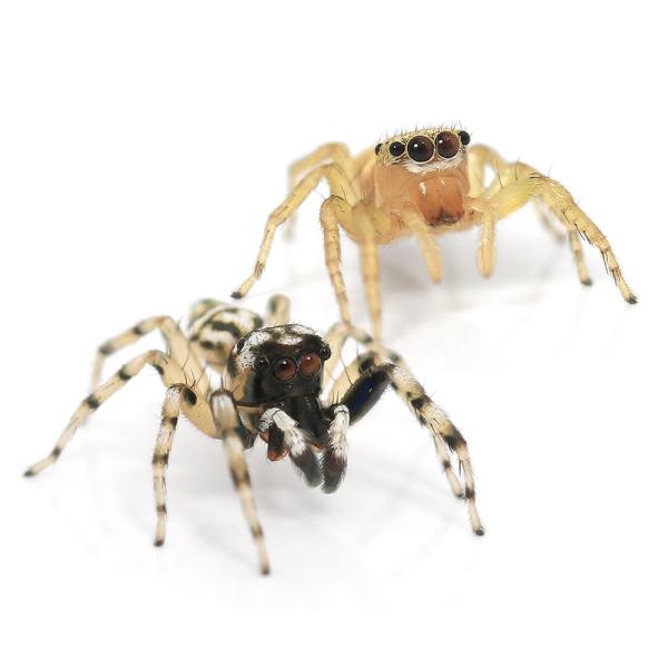 _insect　昆虫　クモ　insect_database　▲その他昆虫　ハエトリ　蝿取り　Phintella　linea　えきちゅう　益虫　蝿取蜘蛛　蠅捕蜘蛛　蝿虎　蝿豹子　蝿蝗　＃jumping　spider　＃ジャンピングスパイダー　...