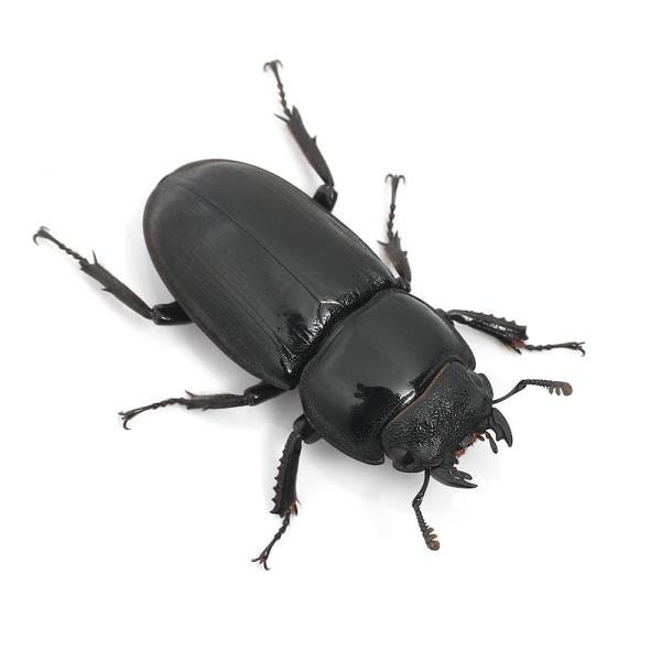 PF_SPQ　nesia_insect　クワガタ　外国産ヒラタクワガタ　カブトムシ・クワガタ　外国産クワガタ（成虫）　昆虫　Dorcus　alcides