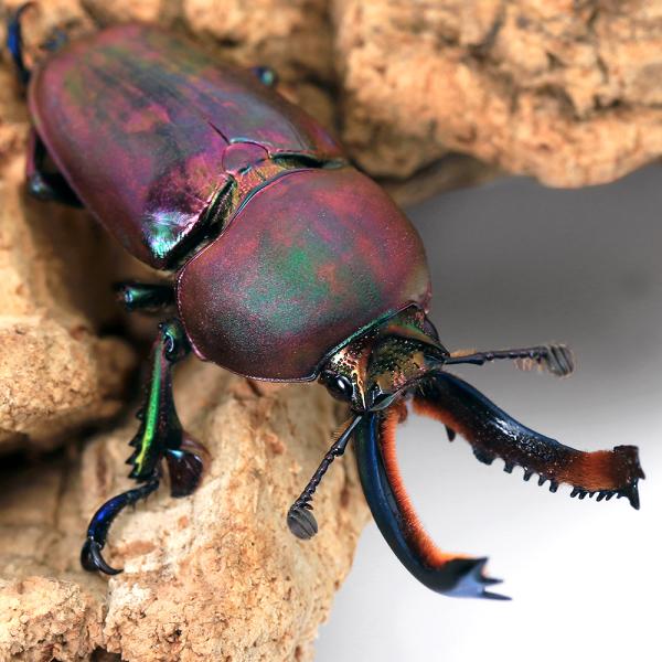 PF_SPQ　クワガタ　パプキン　パプアキンイロクワガタ　ランプリマ　Lamprima　adolphinae　20250208　y25ｍ02　2025zenki　YO　2025tuuki