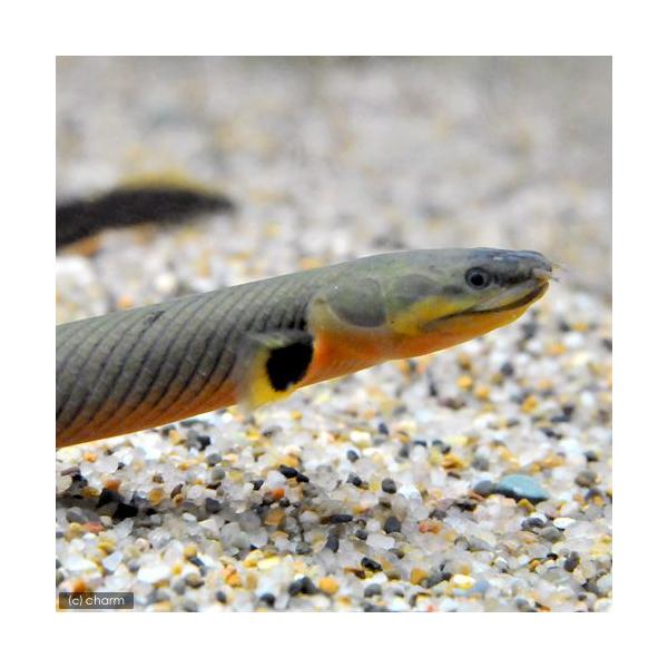PF_SPQ　熱帯魚・エビ他　古代・大型魚　アミメウナギ　１匹　fish_database　Ｅｒｐｅｔｏｉｃｈｔｈｙｓ　Ｃａｌａｍｏｉｃｈｔｈｙｓ　ｃａｌａｂａｒｉｃｕｓ　20110228　MS　ロープフィッシュ　リードフィッシュ　ポリプテ...